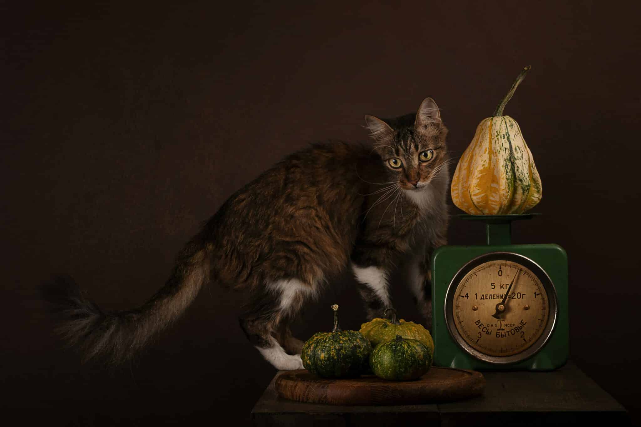 Still life photography: A guide to capturing beautiful inanimate objects