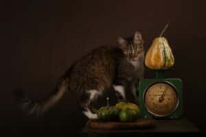 Still life photography: A guide to capturing beautiful inanimate objects
