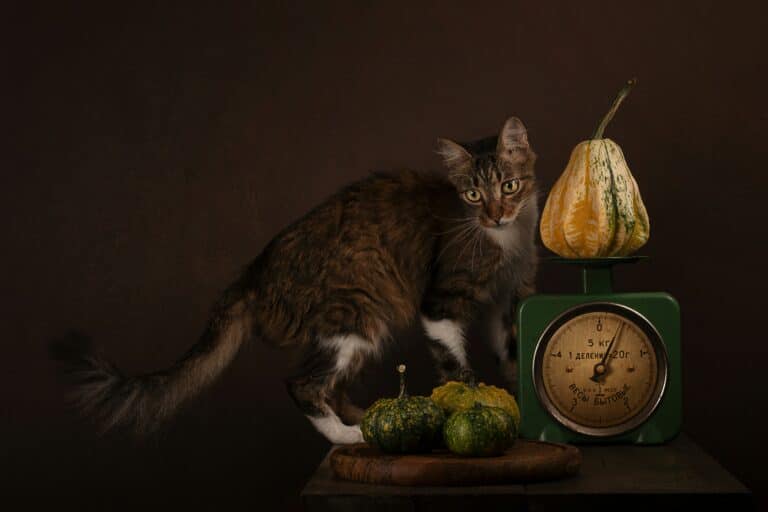 Still life photography: A guide to capturing beautiful inanimate objects